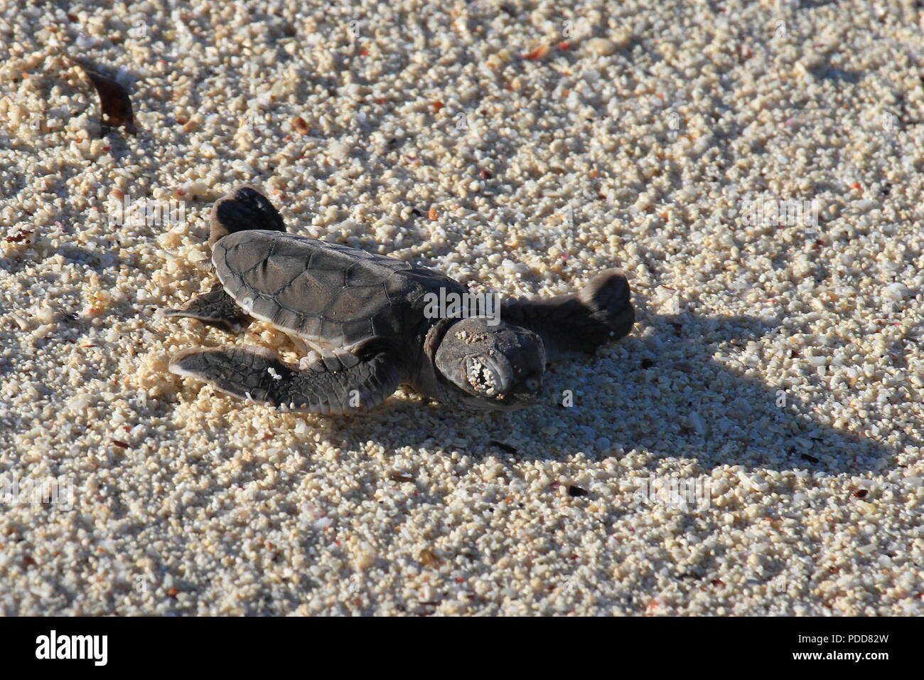 Baby Green turtles Stock Photo - Alamy