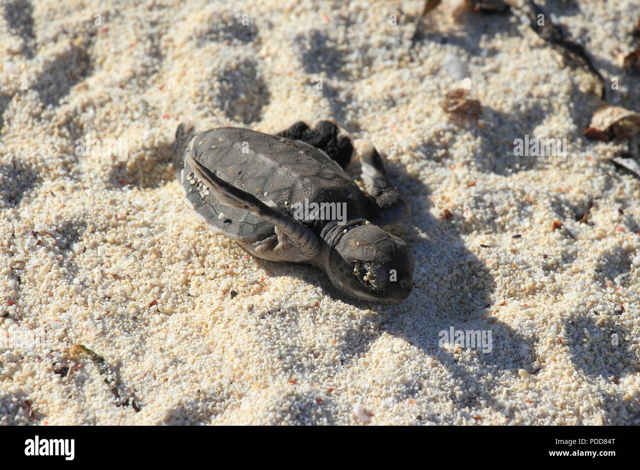 Baby Green turtles Stock Photo - Alamy