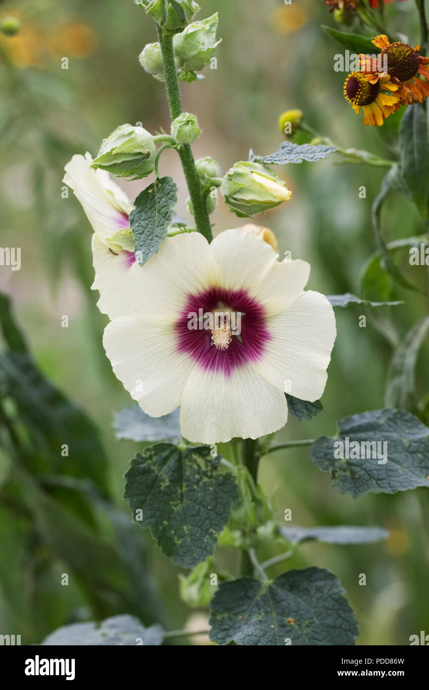 Plants flowers hollyhock flower hi-res stock photography and images - Alamy