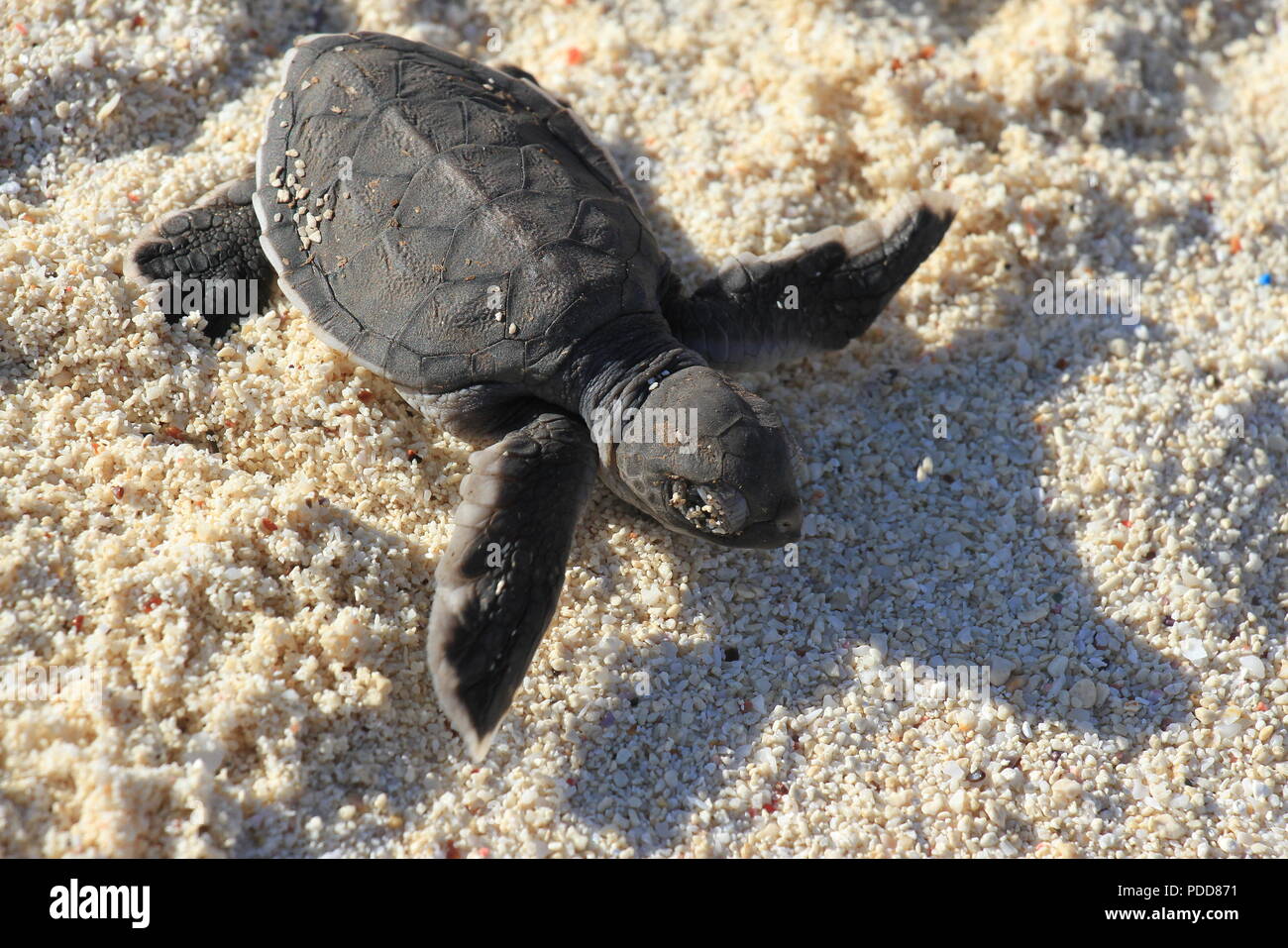 Baby Green turtles Stock Photo - Alamy