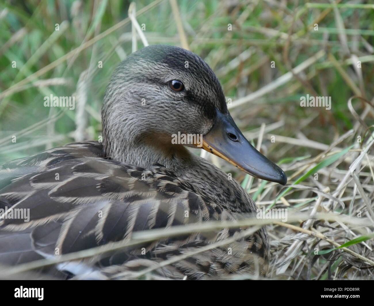 Beautiful mallard duck hi-res stock photography and images - Alamy