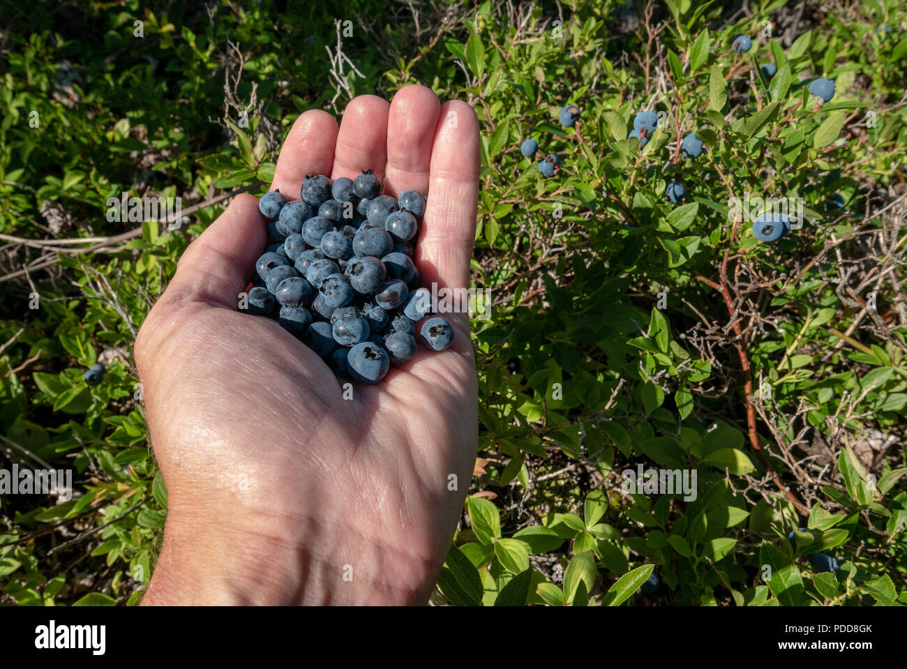 Hand picking healthy and delicious wild blueberries Stock Photo - Alamy