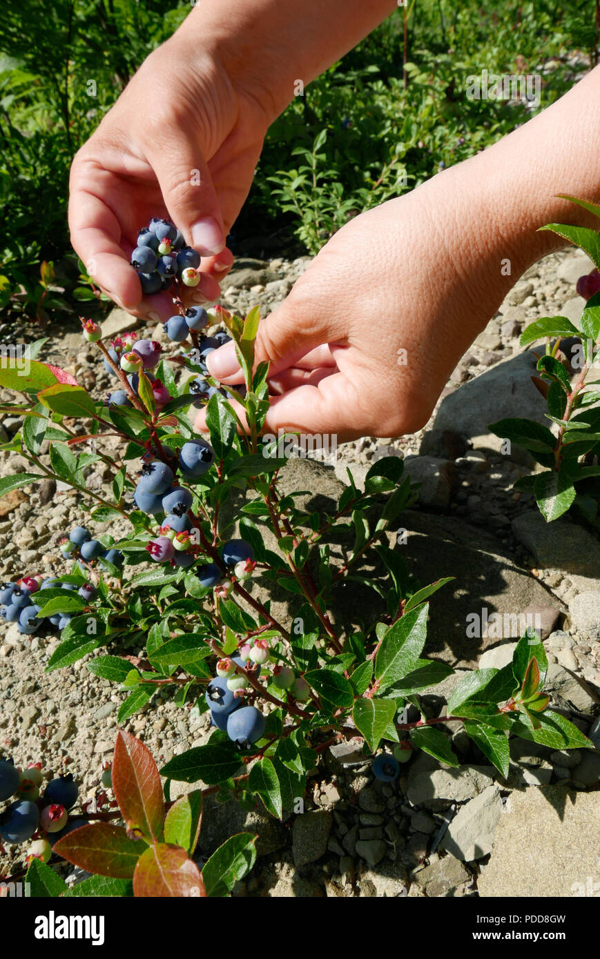 Hand picking healthy and delicious wild blueberries Stock Photo - Alamy