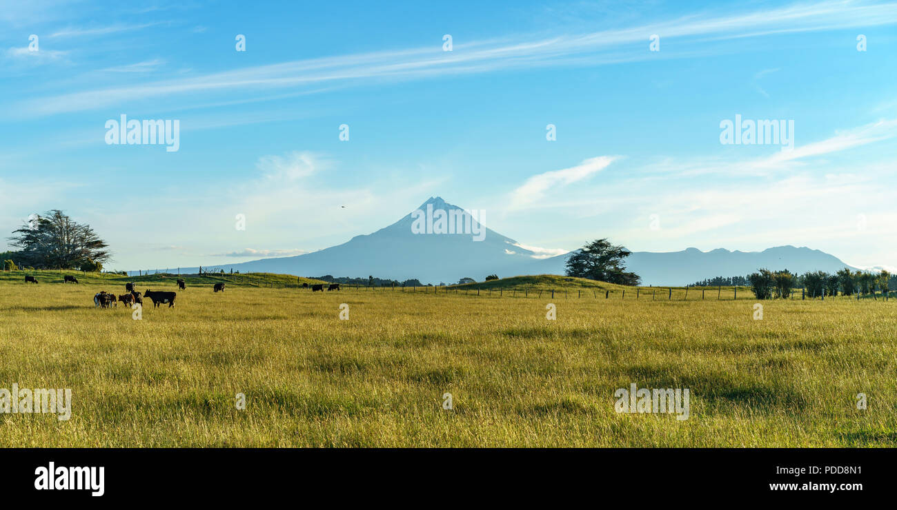 panorama of cows in the grass infront of cone volcano mt taranaki, new ...