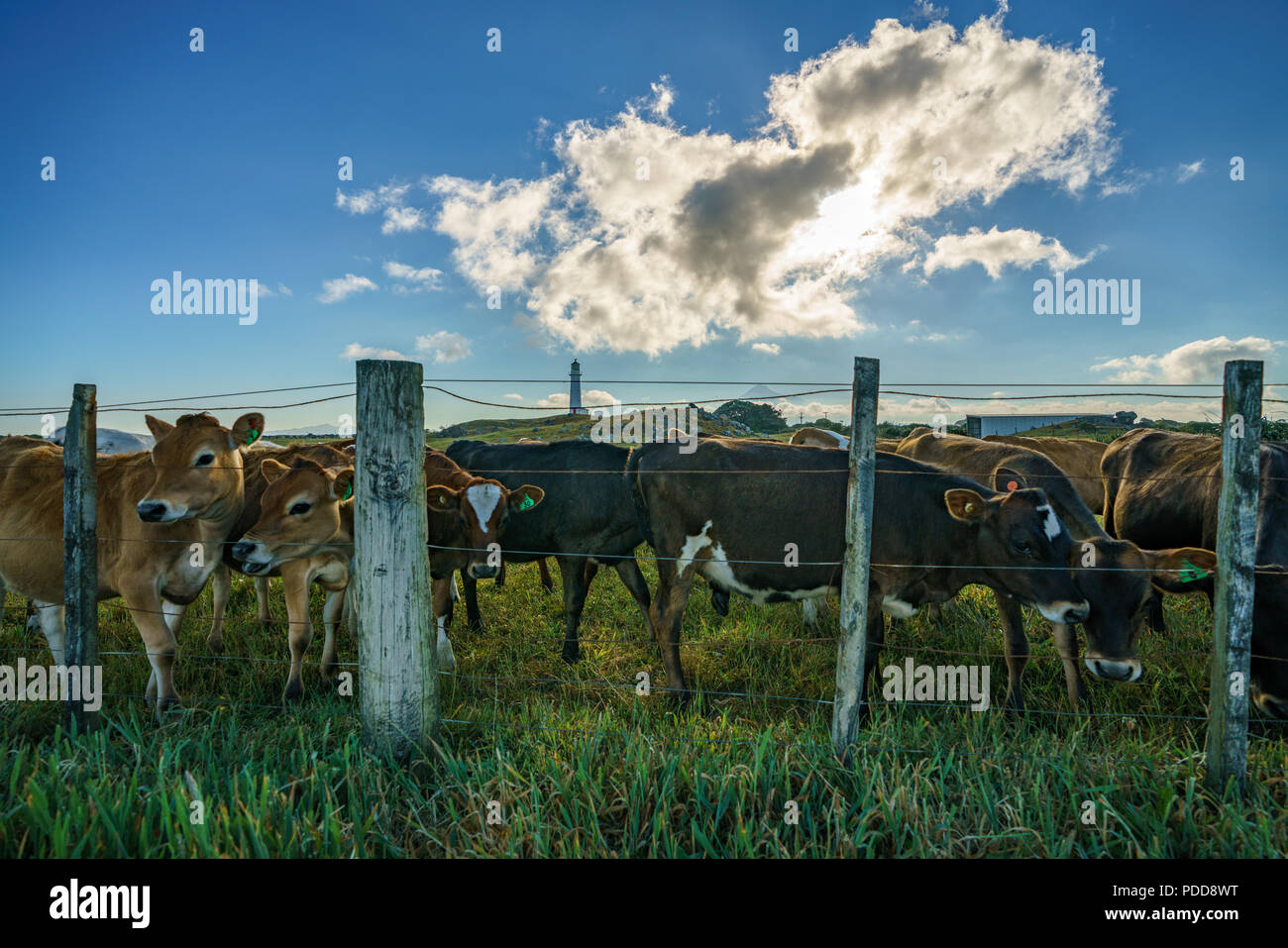 cows at cape egmont lighthouse, cone volcano mt taranaki, new zealand ...