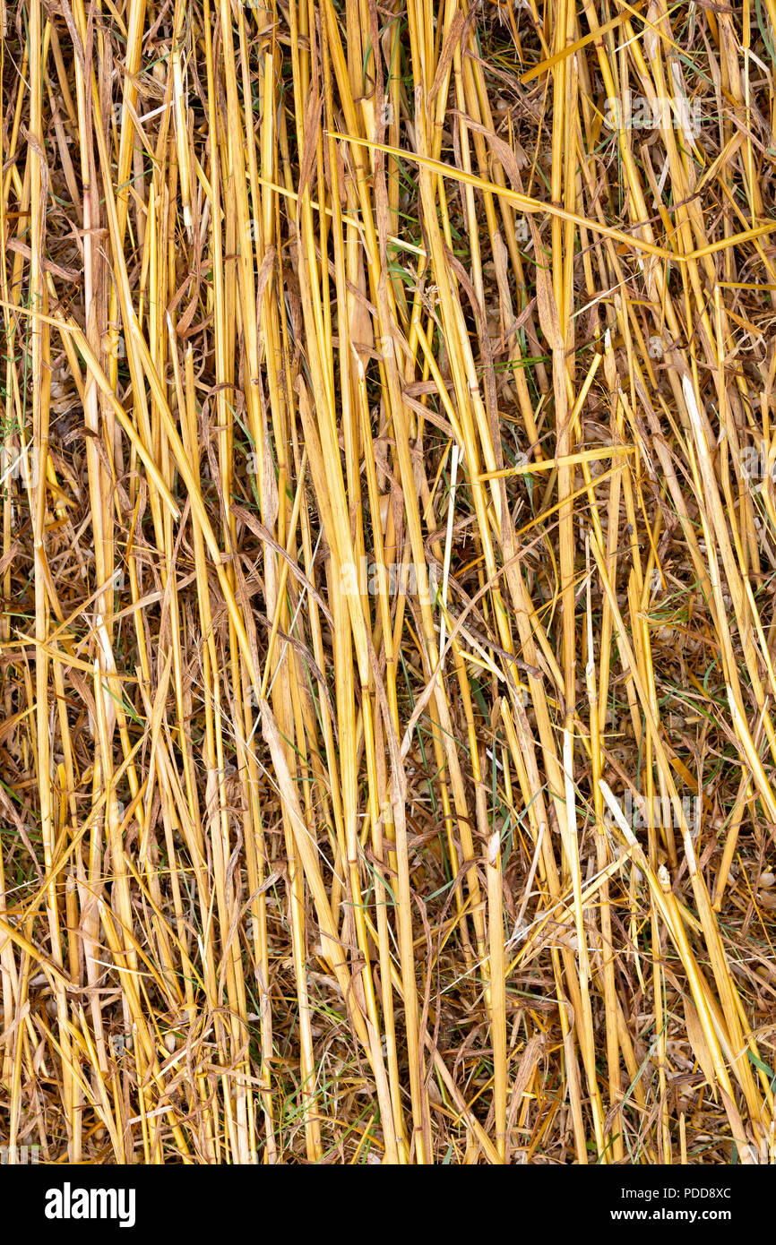 Hay texture hi-res stock photography and images - Alamy