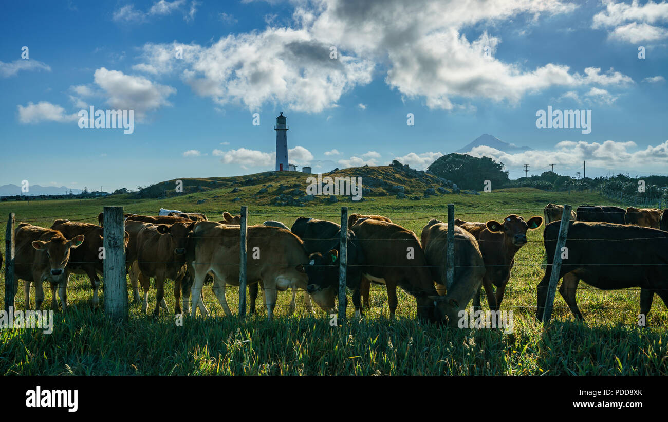 cows at cape egmont lighthouse, cone volcano mt taranaki, new zealand ...