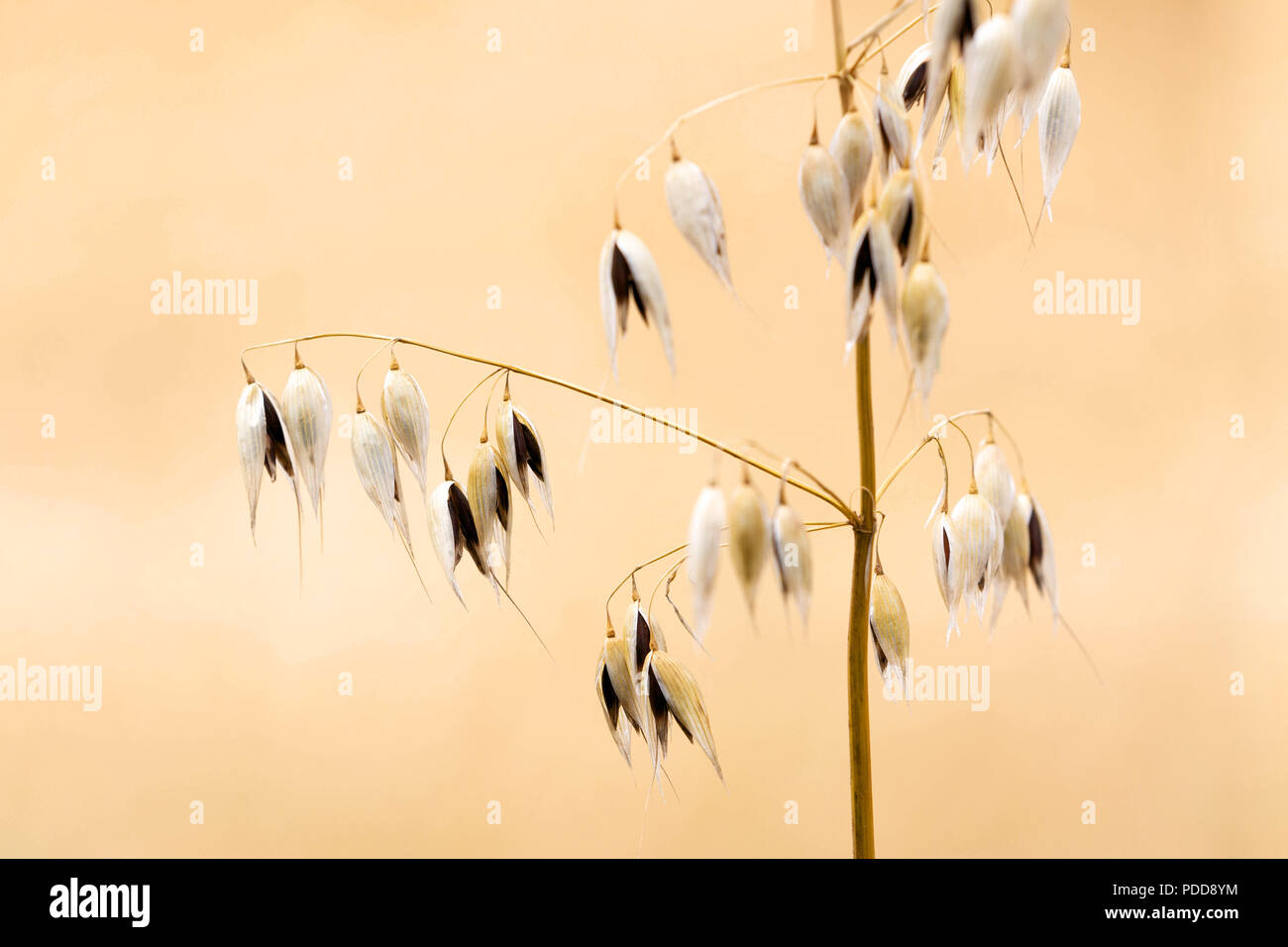 Ripe Common Oat - Avena sativa - seeds on a bright yellow background ...