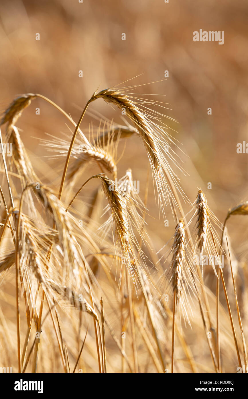 Side view of a ripe field of Wheat Stock Photo - Alamy