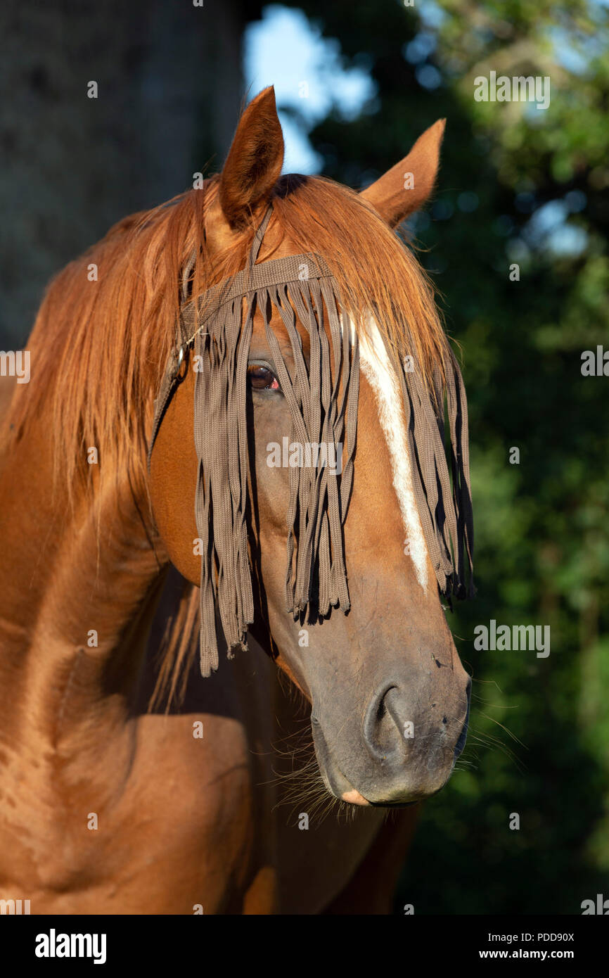 Portrait of a horse wearing a horse fly fringe - to keep the flies away ...