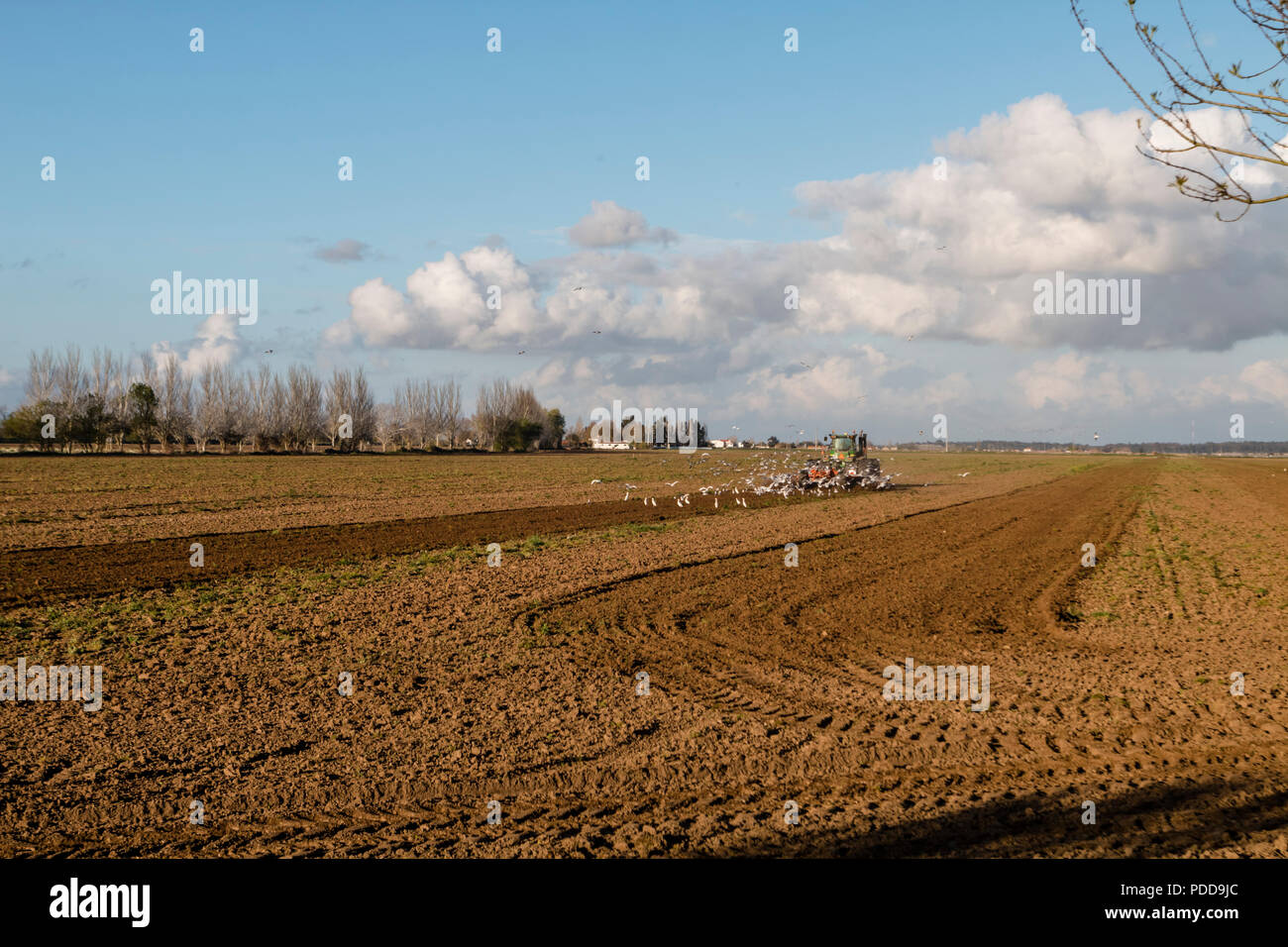 Tractor with plow on harvest field. Summer field and tractor. Tractor ...