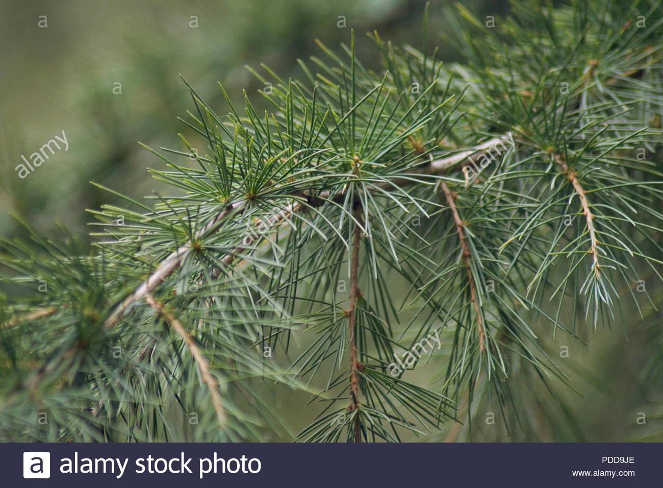 Long Needles Pine Stock Photos & Long Needles Pine Stock Images - Alamy