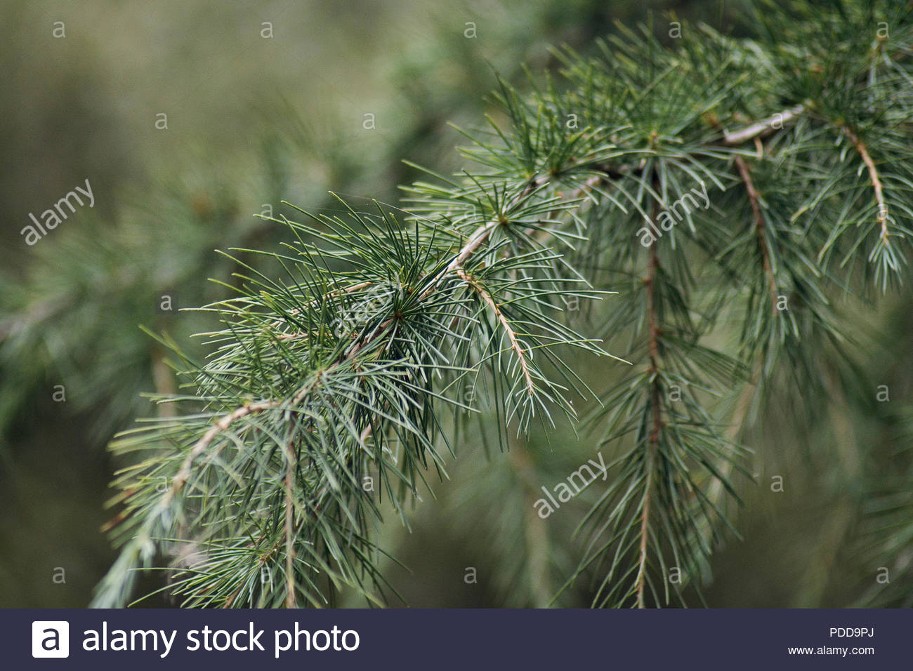Long Needles Pine Stock Photos & Long Needles Pine Stock Images - Alamy