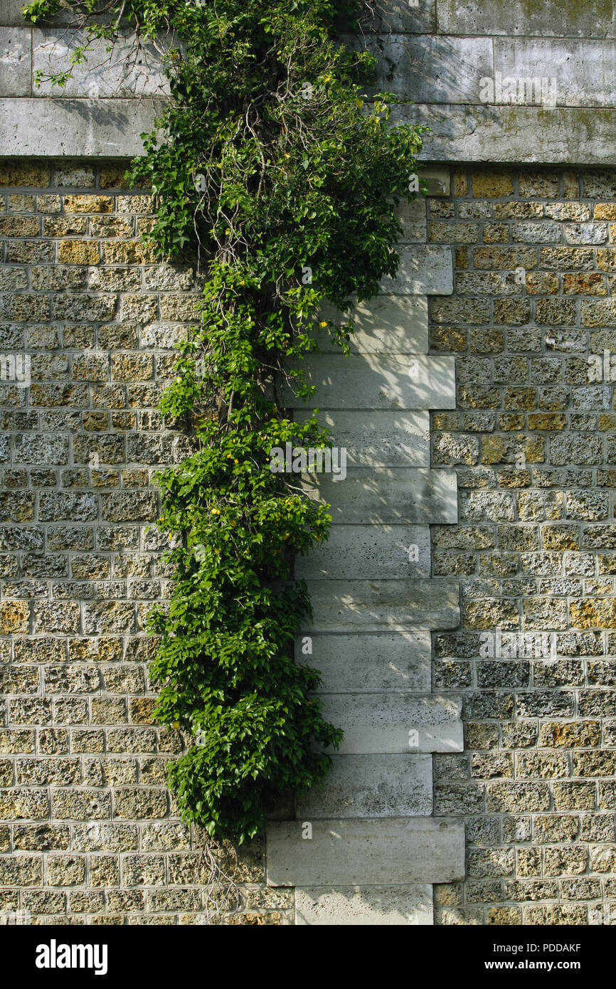 Vine trees by the walls of Seine river in Paris, summer Stock Photo - Alamy
