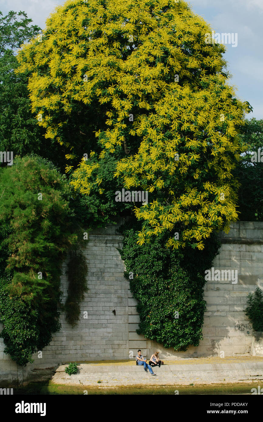 Vine trees by the walls of Seine river in Paris, summer Stock Photo - Alamy