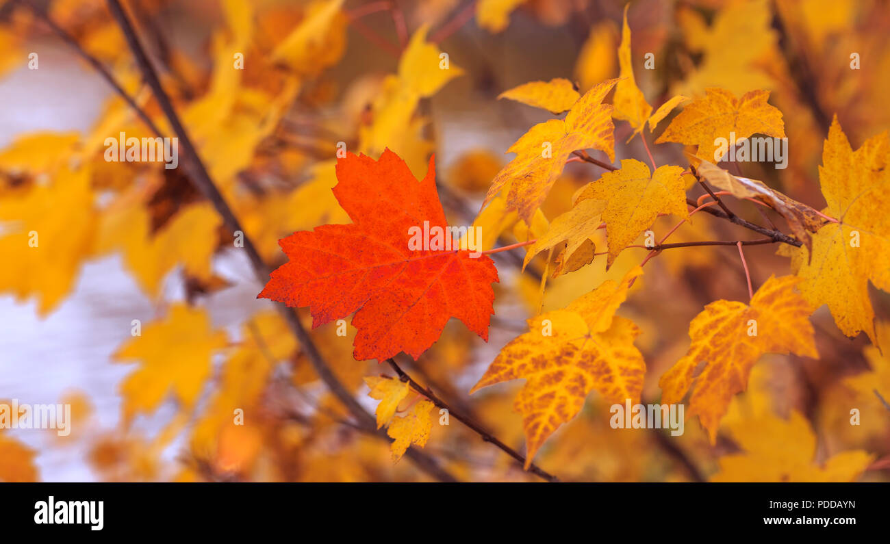 Toronto maple leaf logo hi-res stock photography and images - Alamy