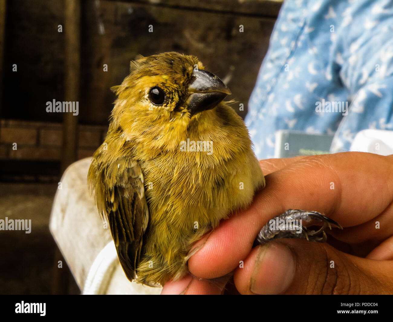 A bird waiting to be released after have been measured by biologist ...