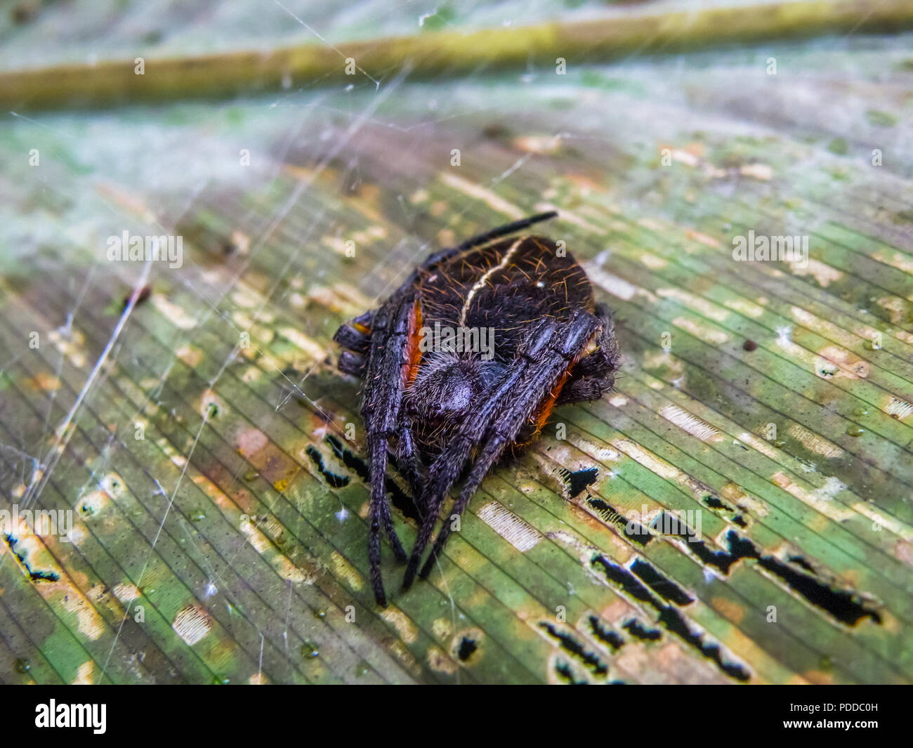 Spider hiding in a cold mornig in Tumaco, Colombia Stock Photo - Alamy