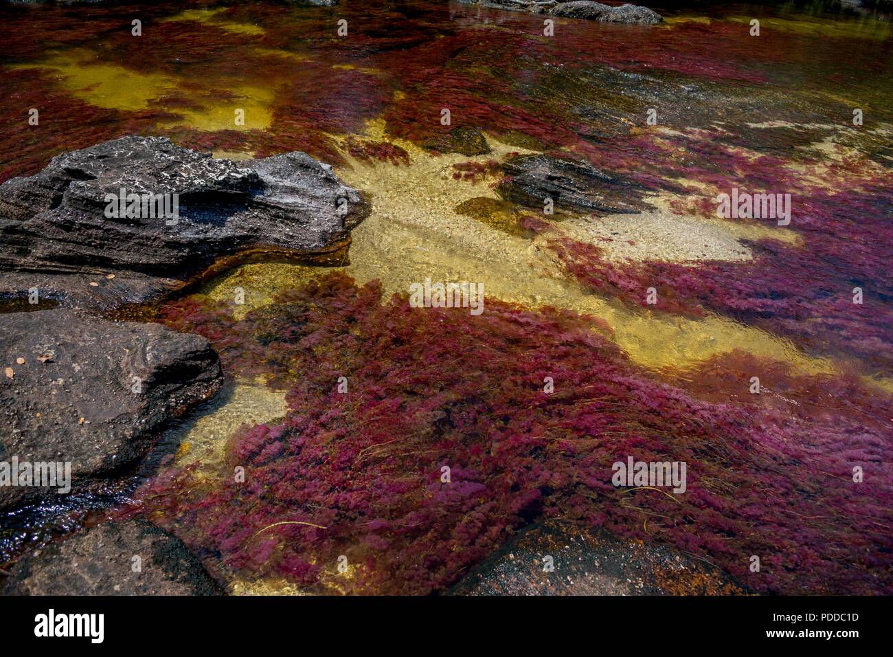 Caño Cristales river, located in Meta, Colombia. The most beatiful ...