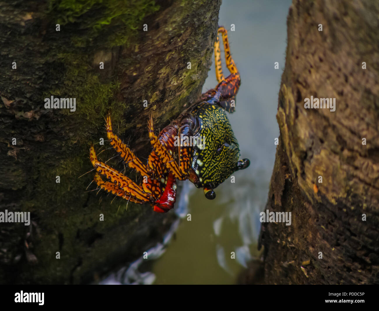 Arauca river hi-res stock photography and images - Alamy