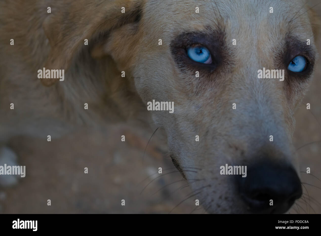 The most beatifull eyes in one poor doggy Stock Photo - Alamy