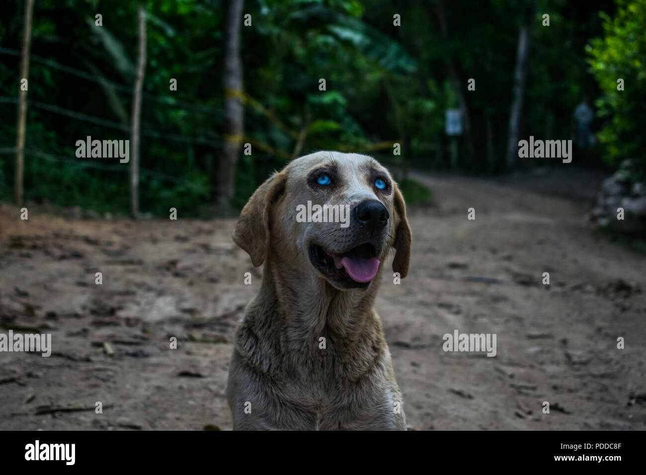 Poor dog hi-res stock photography and images - Alamy