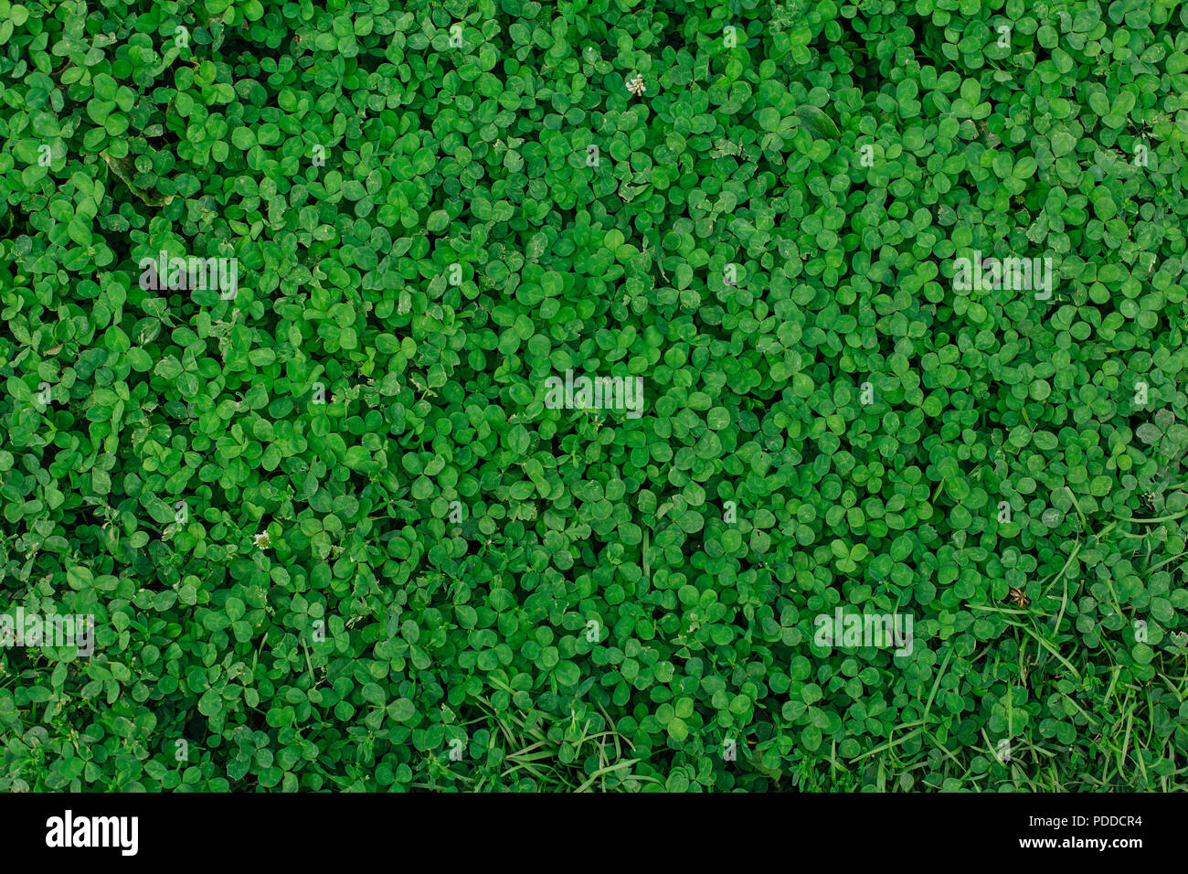 Green natural grass clover seamless texture Stock Photo - Alamy