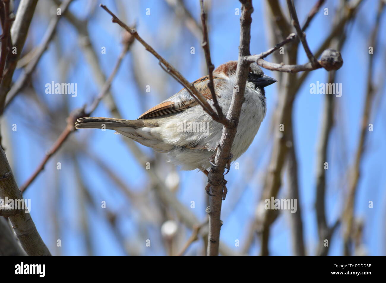 Brown Finch in Tree Limbs Stock Photo - Alamy