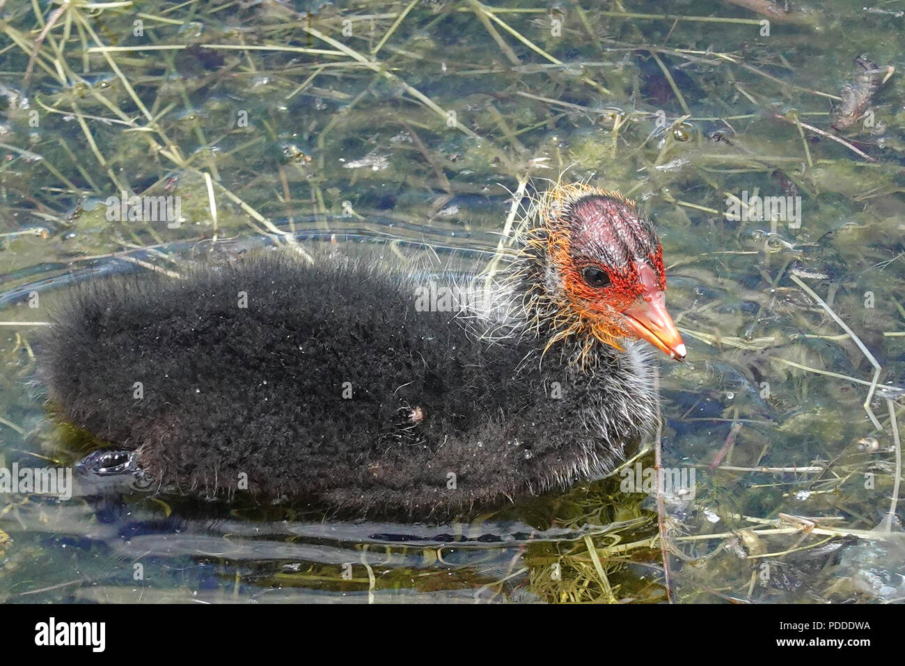 Juvenile Eurasian coot in its natural habitat in Denmark Stock Photo ...