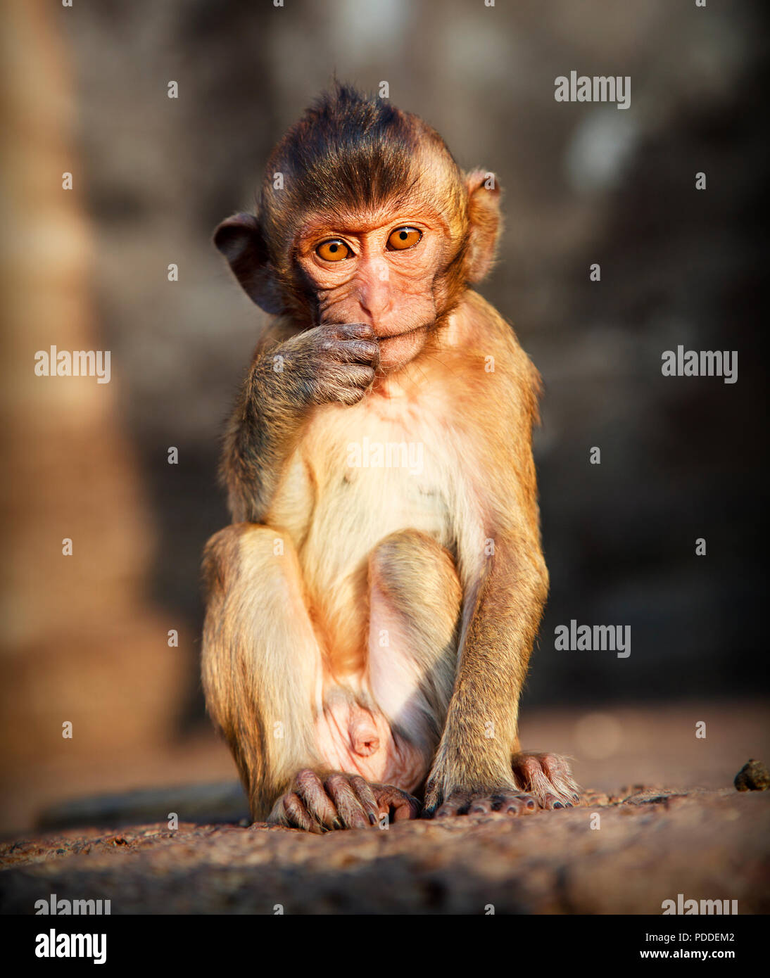 portrait of young rhesus macaque monkey in meditation near ancient ...