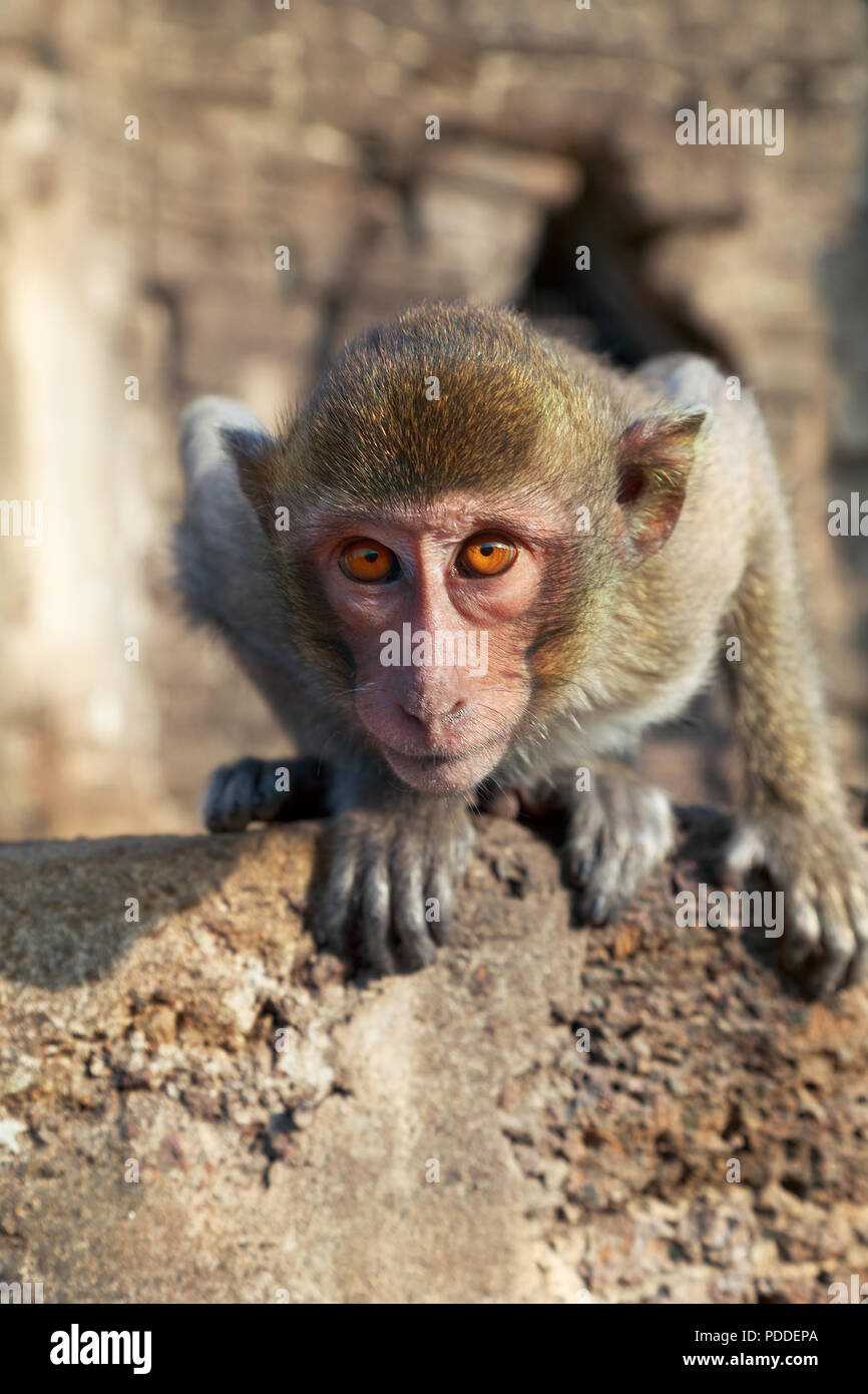 portrait of young rhesus macaque monkey in meditation near ancient ...