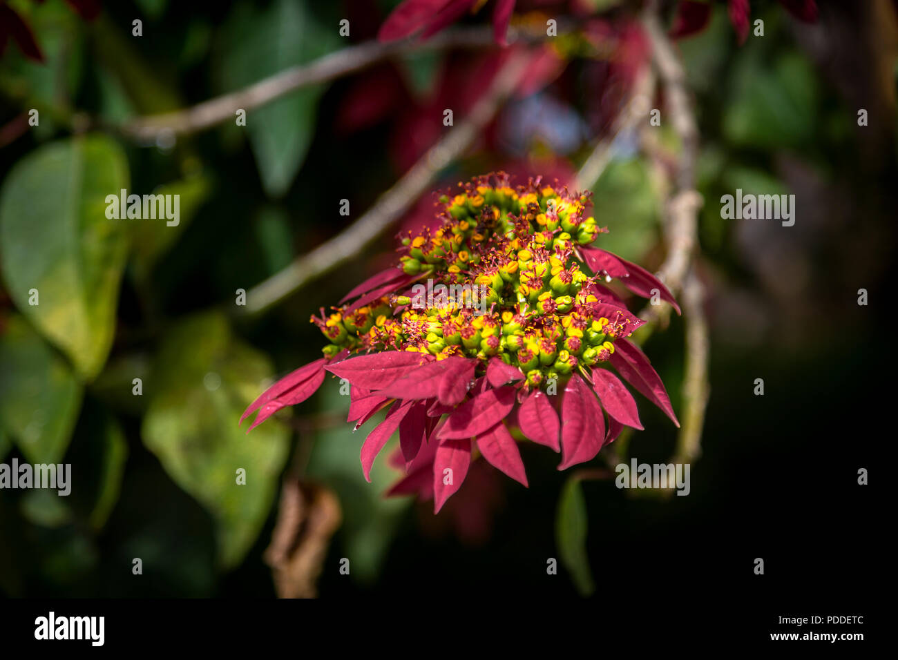 Vietnam cherry blossom hi-res stock photography and images - Alamy