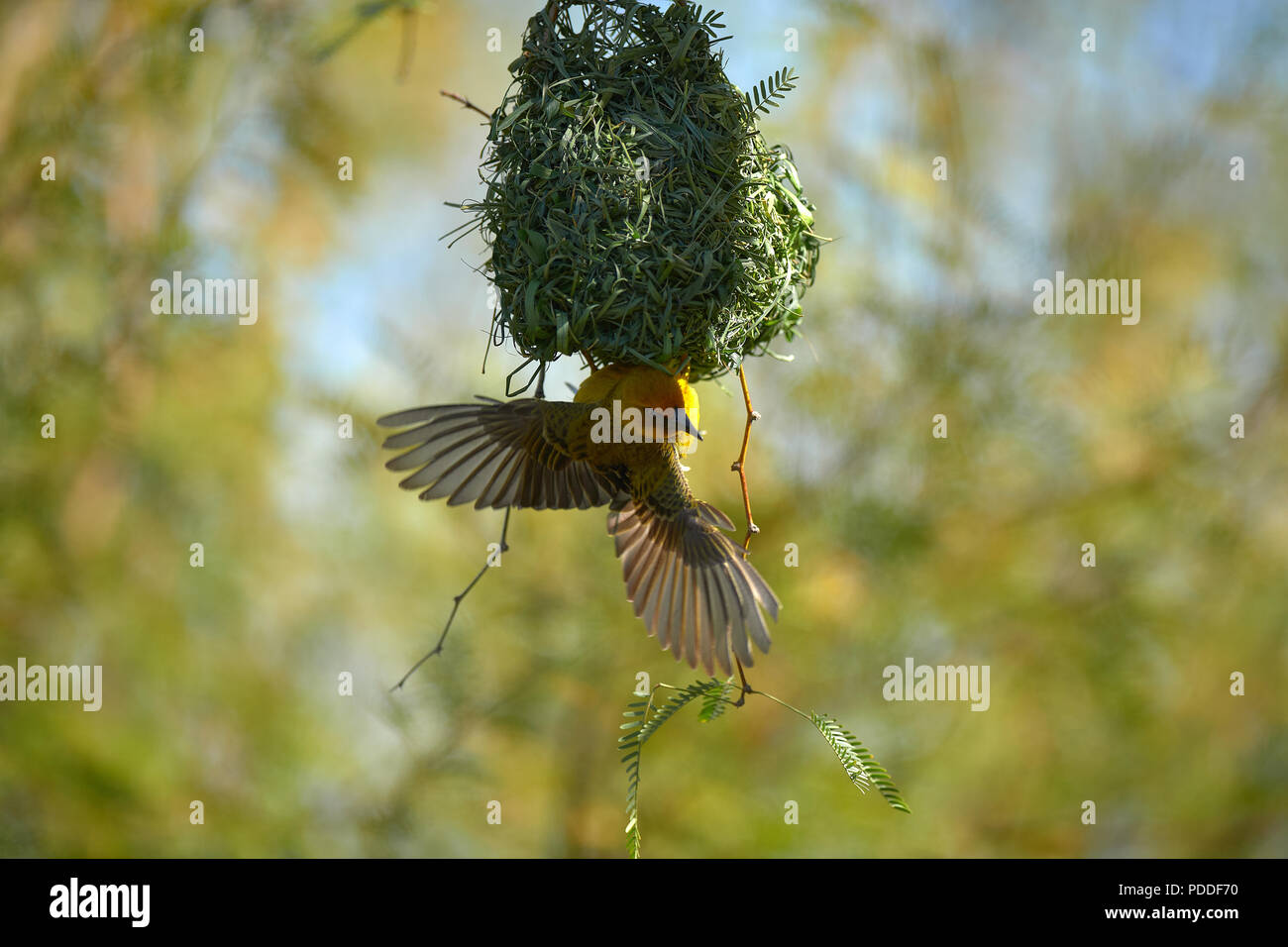Camel thorn tree hi-res stock photography and images - Alamy
