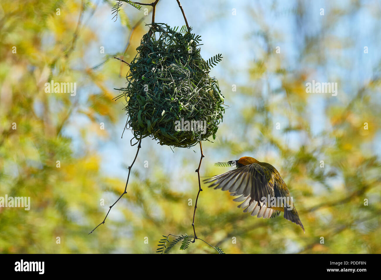 Camel thorn tree hi-res stock photography and images - Alamy