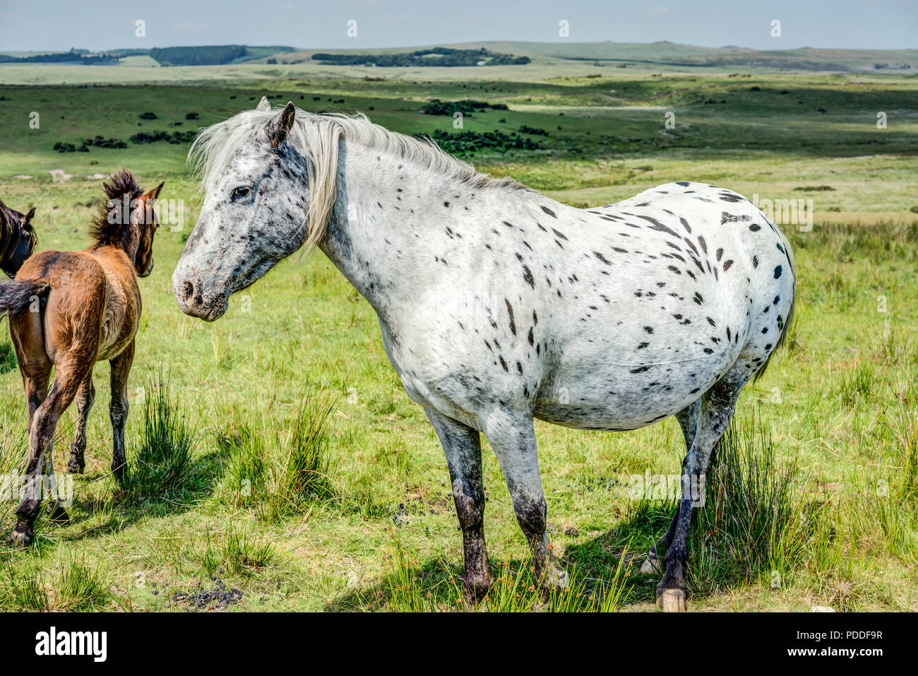 A White Spotted Pony (mare) in Dartmoor National Park standing on the ...