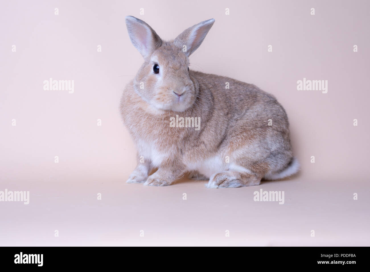 Rabbit with negative space hi-res stock photography and images - Alamy