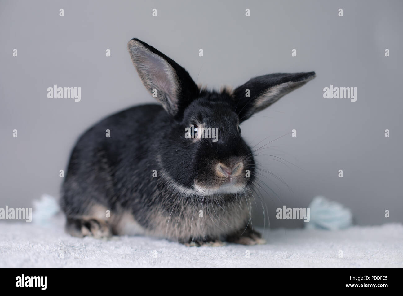 Stunning black little bunny rabbit on a grey background. Smart ...