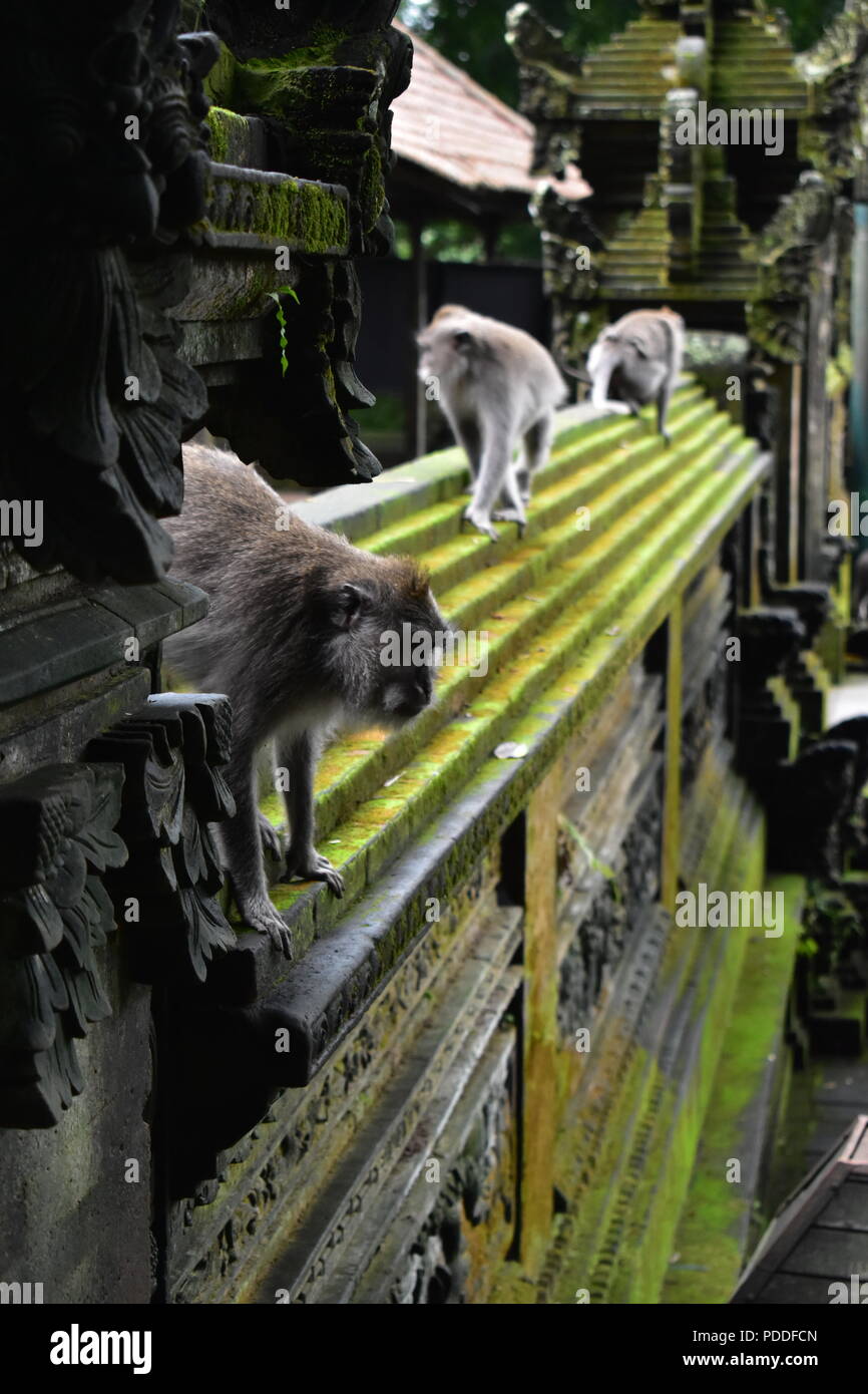 Three monkeys on mossy stone wall Ubud, Bali, Indonesia Stock Photo - Alamy
