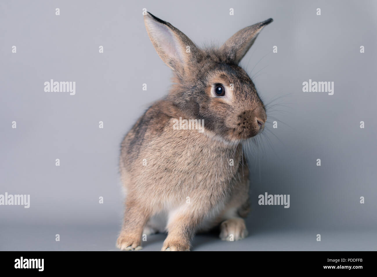 Rabbit looking into the camera hi-res stock photography and images - Alamy