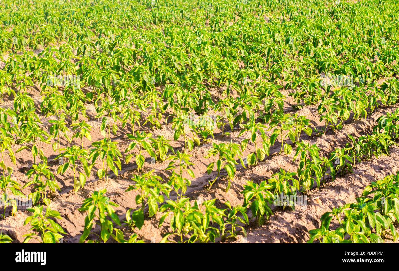 vegetable rows of pepper grow in the field. farming, agriculture, eco ...
