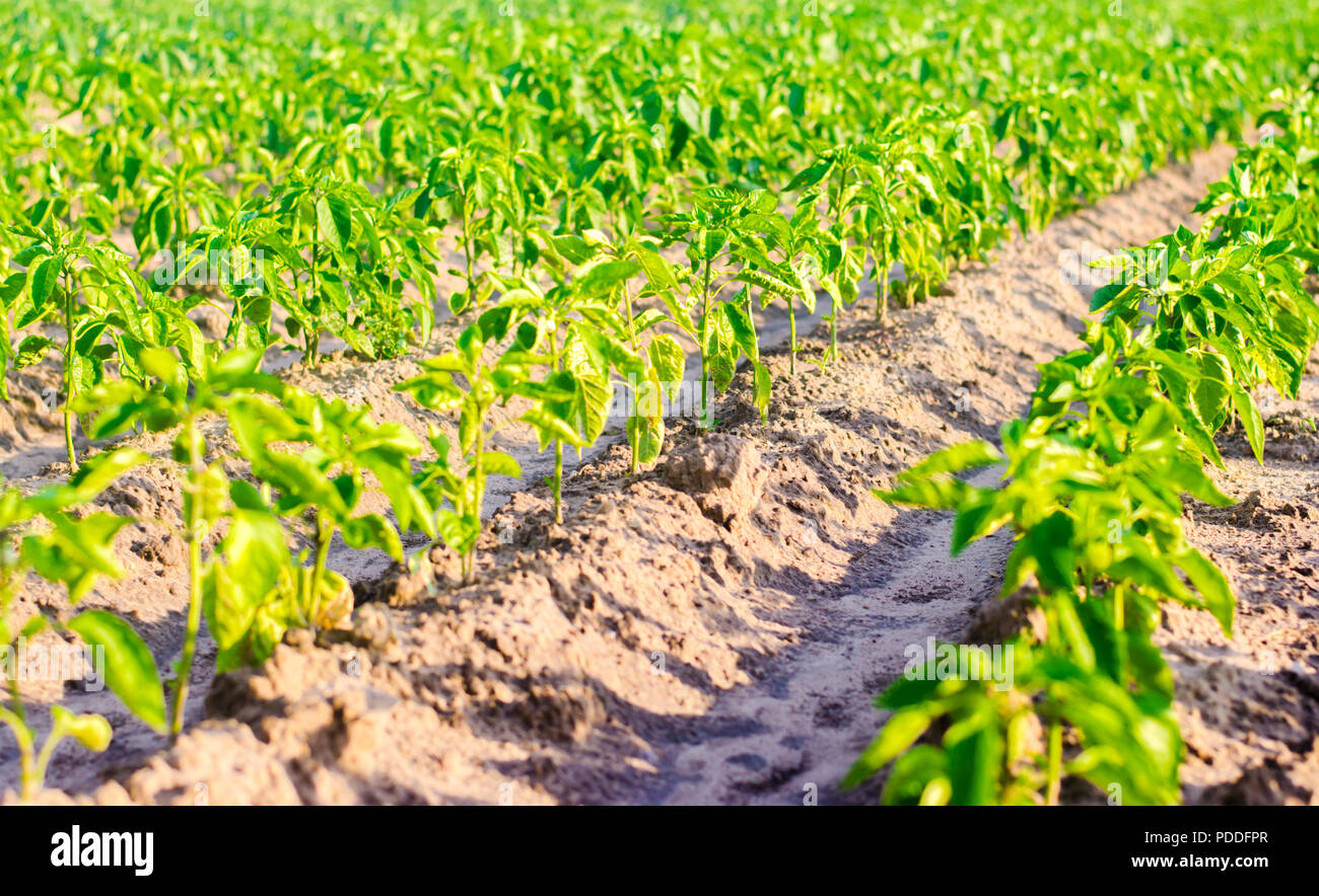 vegetable rows of pepper grow in the field. farming, agriculture, eco ...