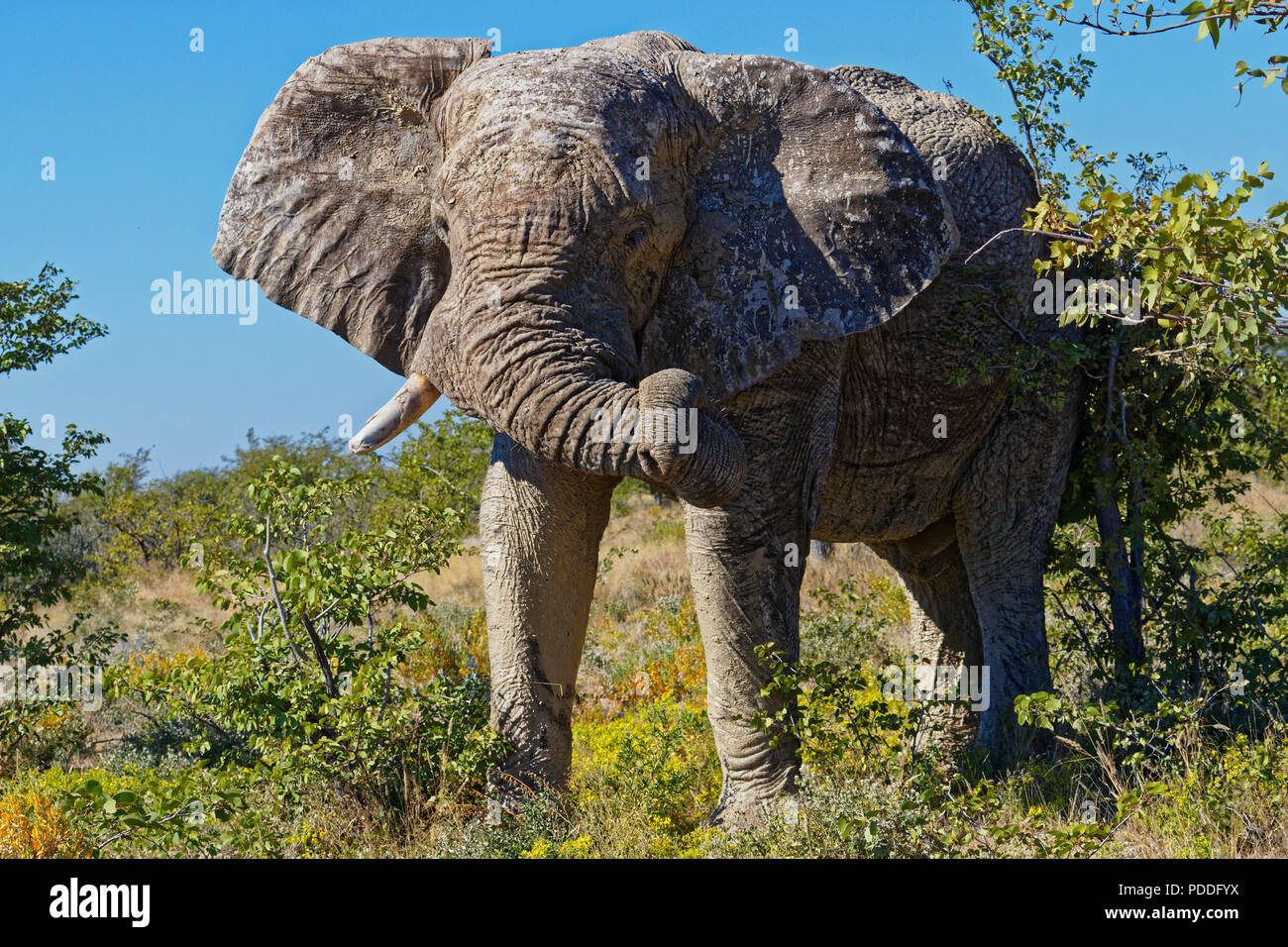 Old bull and bush hi-res stock photography and images - Alamy