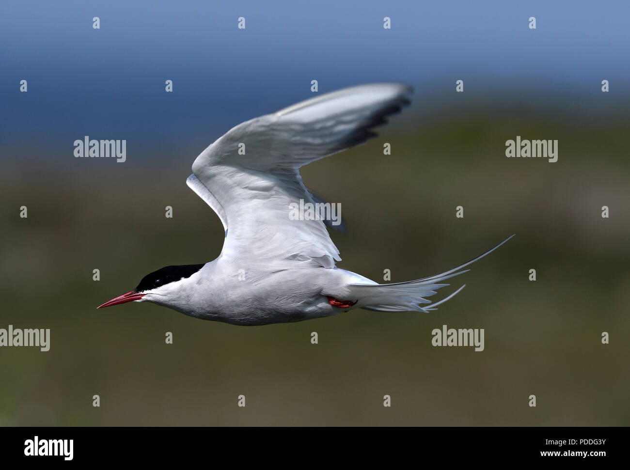 arctic tern;sterna paradisaea;flying;in flight;balranald;north uist ...