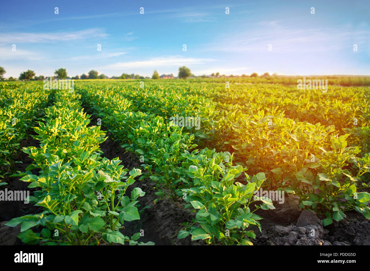 potato plantations grow in the field. vegetable rows. farming, agriculture. Landscape with ...