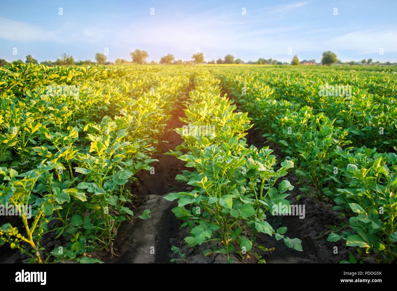 potato plantations grow in the field. vegetable rows. farming, agriculture. Landscape with ...