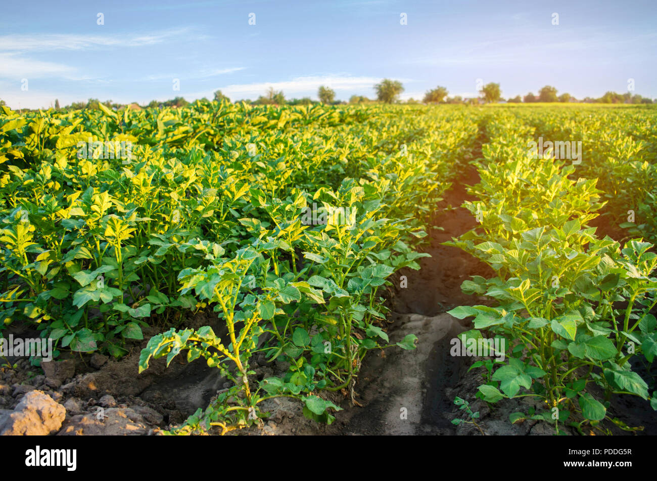 potato plantations grow in the field. vegetable rows. farming, agriculture. Landscape with ...