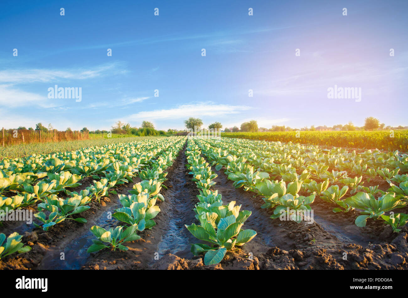 cabbage plantations grow in the field. vegetable rows. farming ...