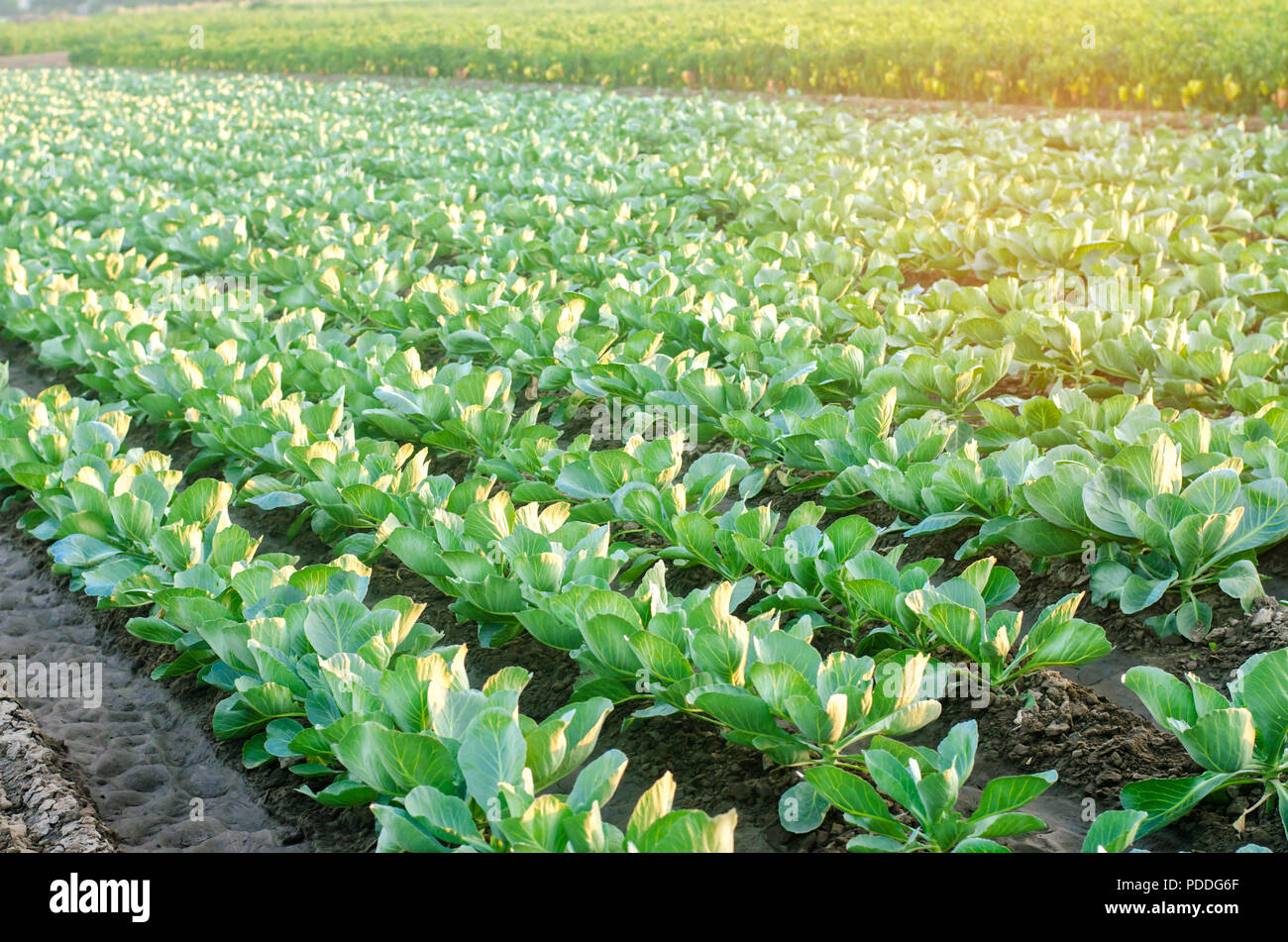cabbage plantations grow in the field. vegetable rows. farming ...