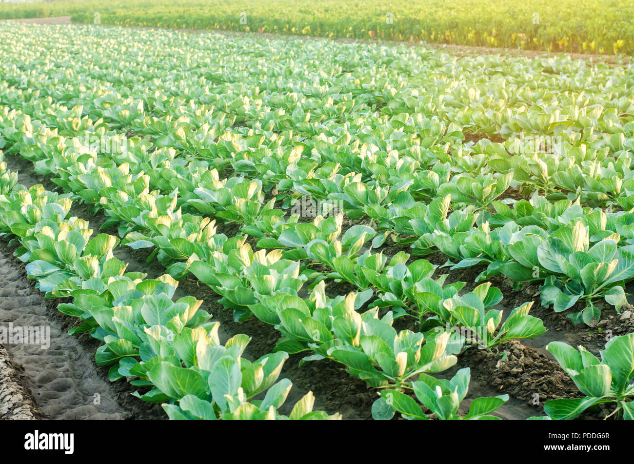 cabbage plantations grow in the field. vegetable rows. farming ...