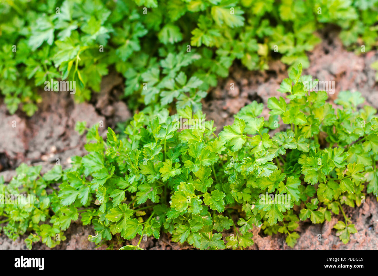 Fresh parsley in the garden, growing in rows. close-up. field, farm ...